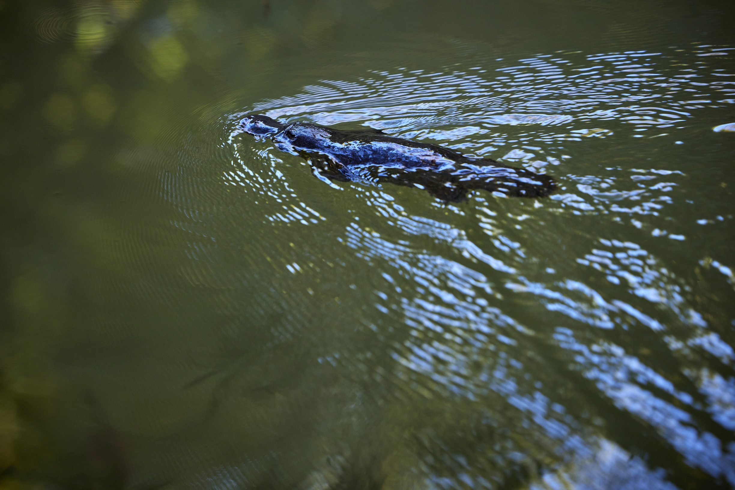 Discover Unique Daintree Rainforest Animals | Queensland