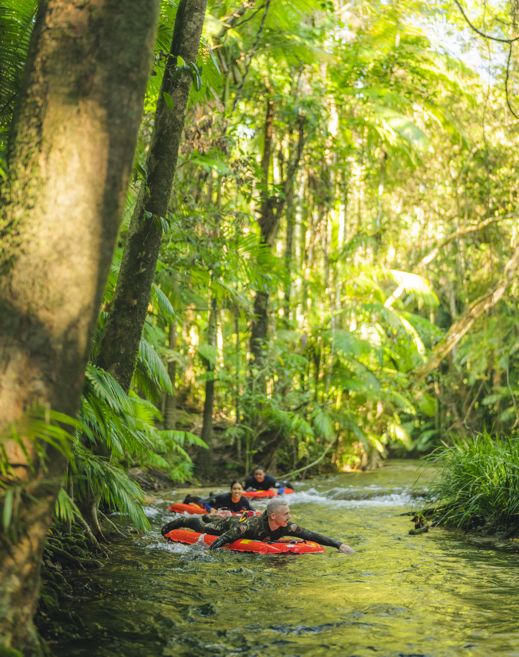 A Guide to the Most Spectacular Queensland Rainforests | Queensland