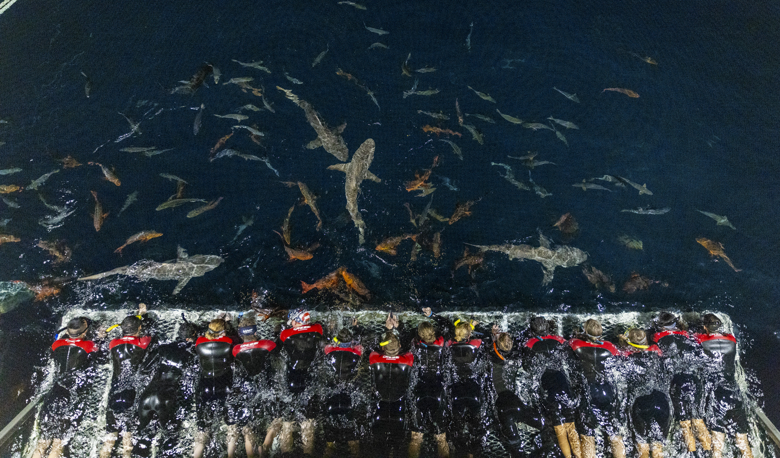 See Queensland’s best dive sites at night | Queensland