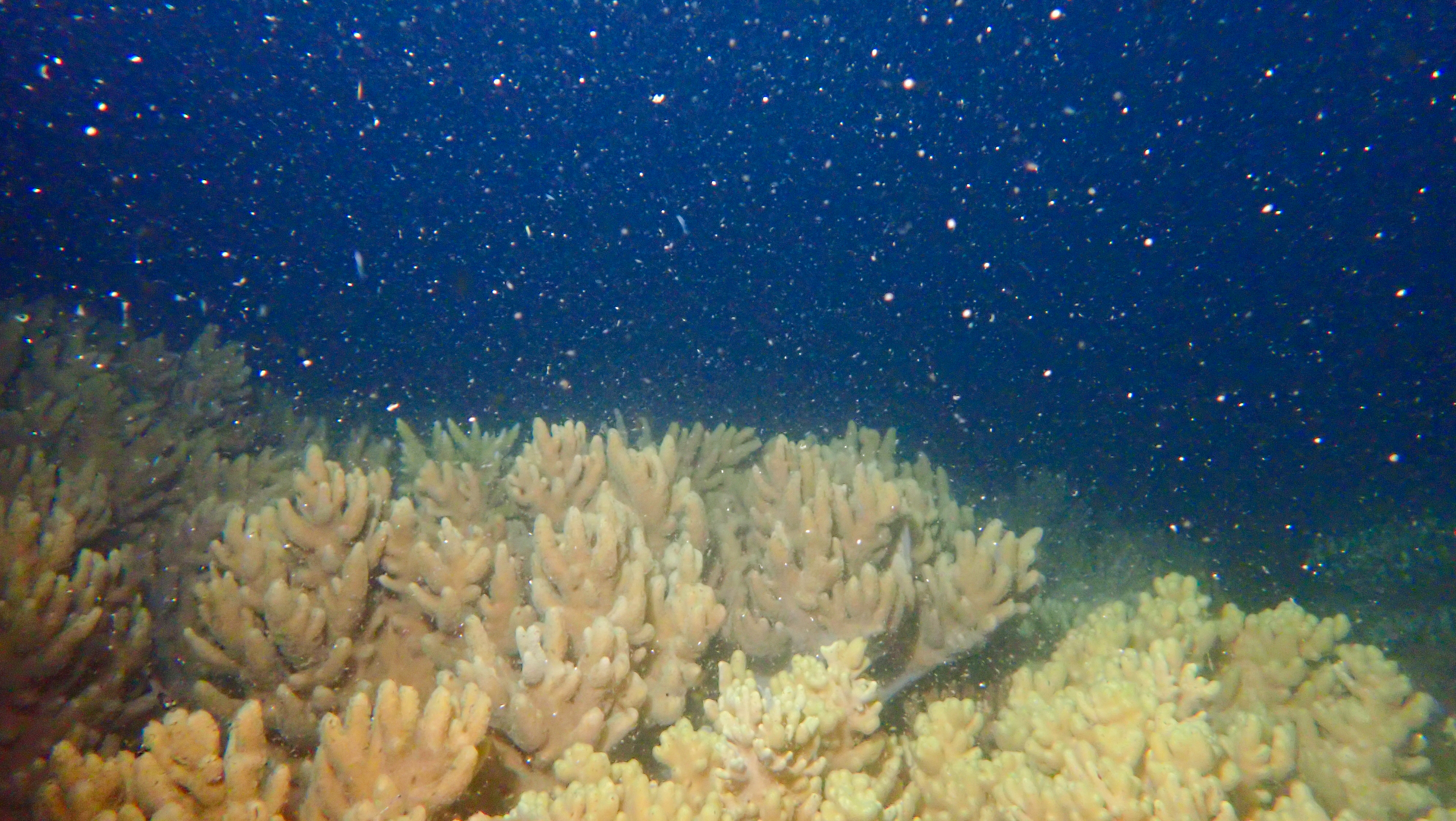 Fitzroy Island Coral Spawning | Queensland