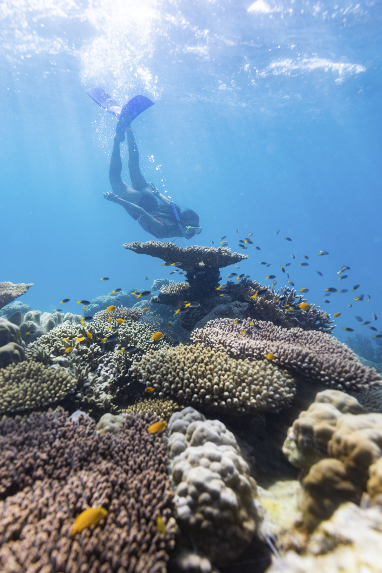 Great Barrier Reef Myths, busted by a marine biologist | Queensland