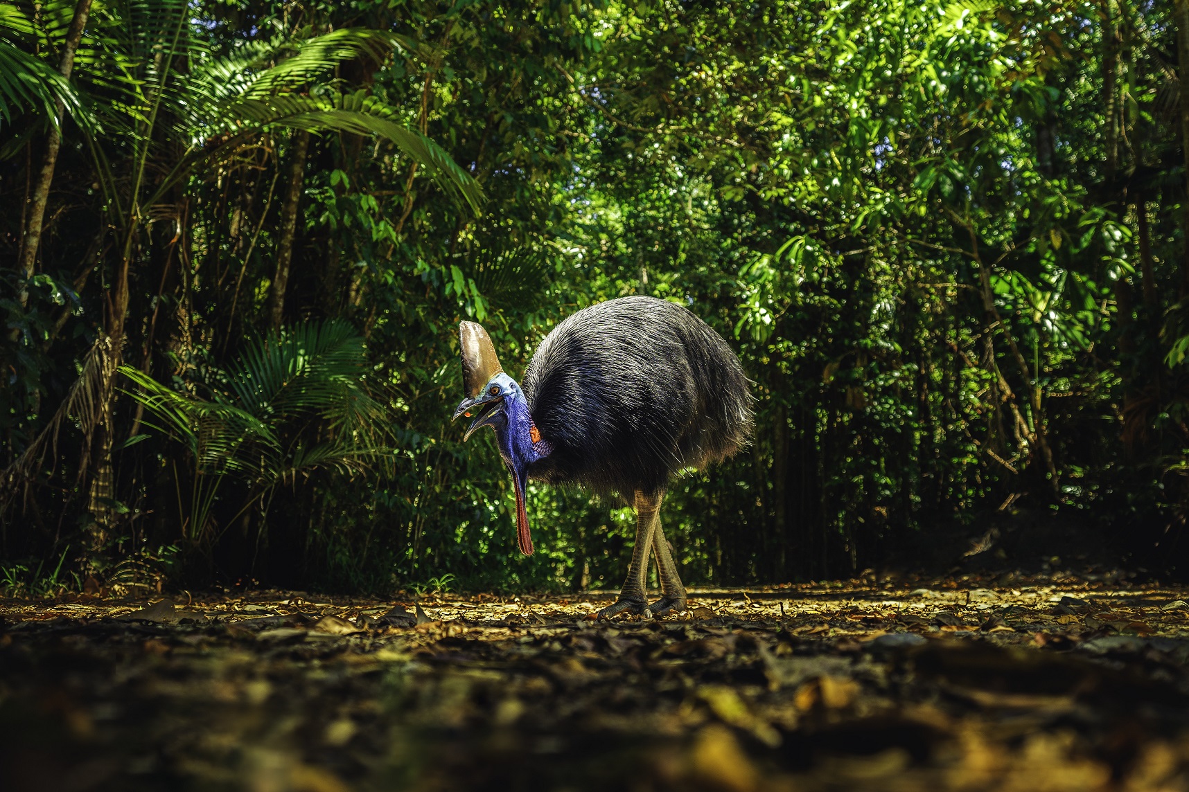 Discover Unique Daintree Rainforest Animals | Queensland