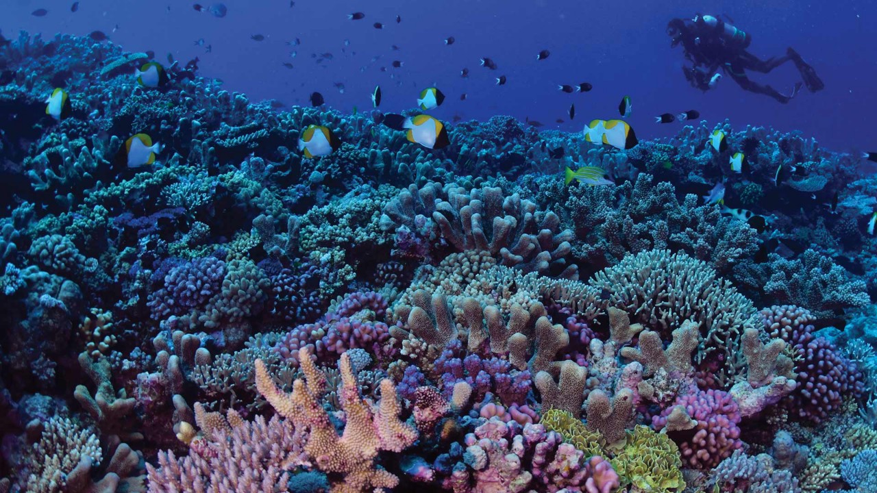 Experience Australia's Great Barrier Reef | Queensland