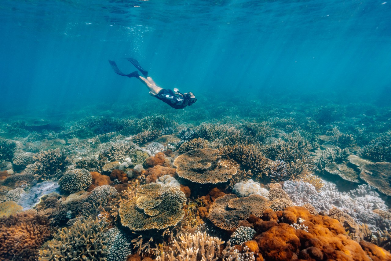How to experience the Great Barrier Reef on a budget | Queensland