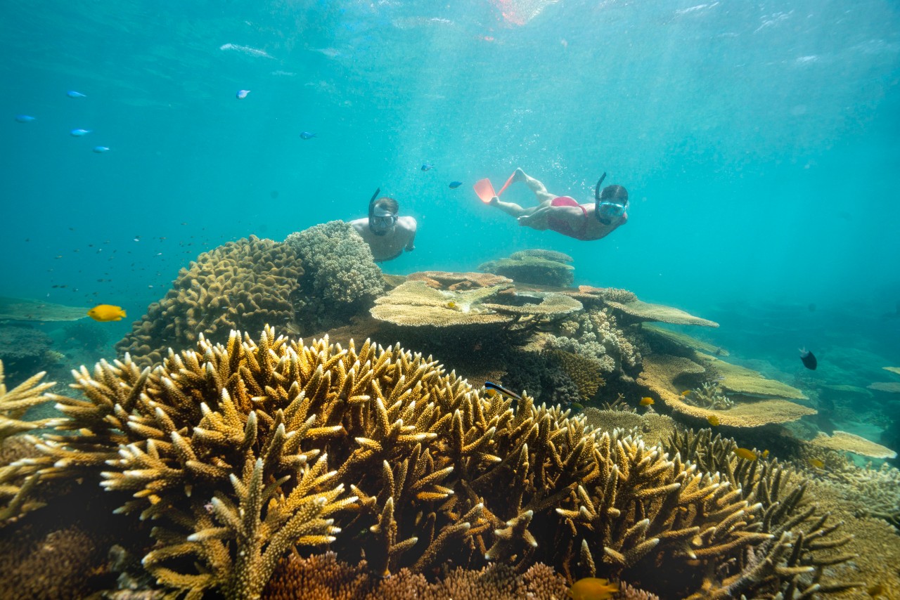 The Top 10 Great Barrier Reef Facts | Queensland