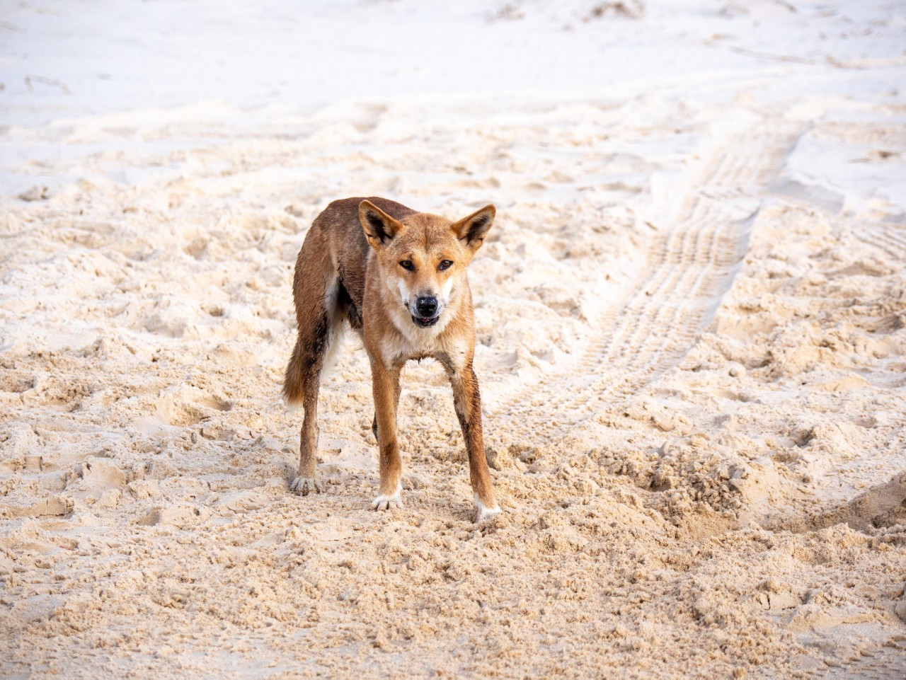 Fascinating Facts About Dingoes on K'gari | Queensland