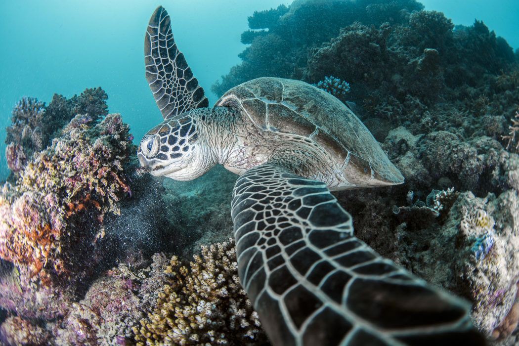 15 Facts About Turtles on the Great Barrier Reef | Queensland