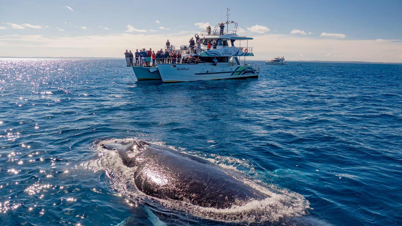 Whale Watching - Nature and Wildlife Experiences | Queensland