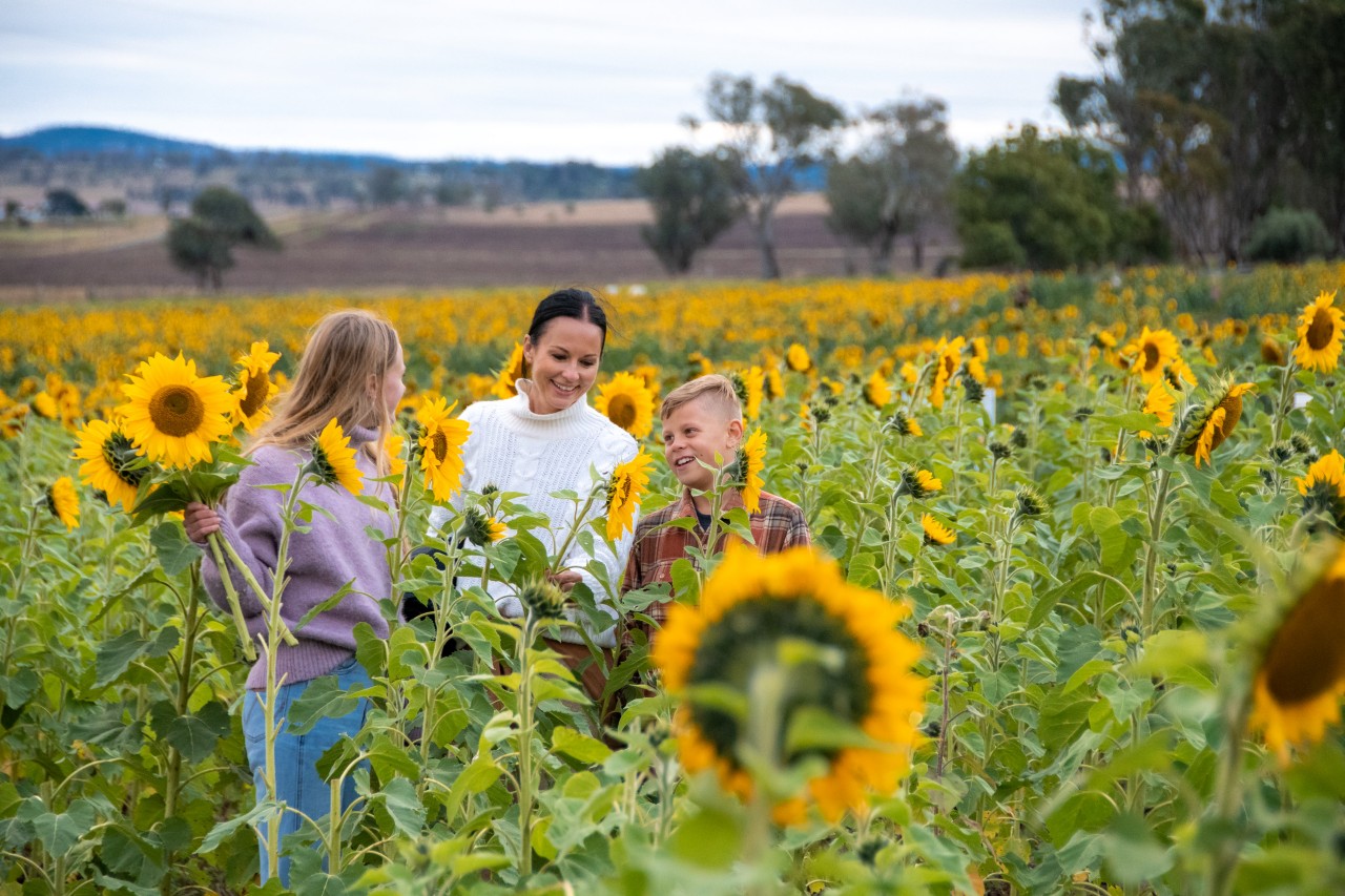 Where to See Flowers Bloom in Queensland | 2025 Guide