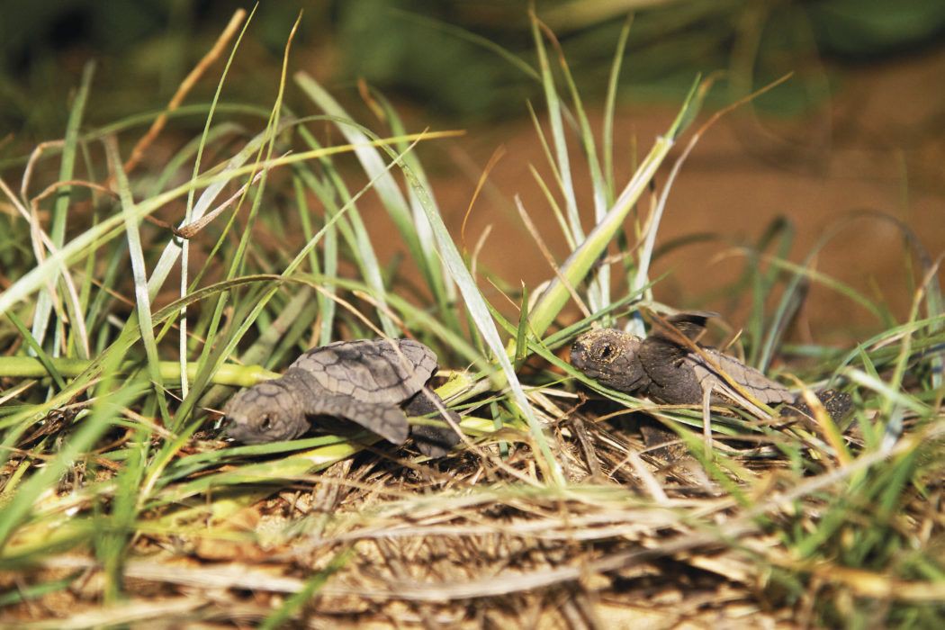 Celebrate Adorable New Life This Easter in Queensland | Queensland