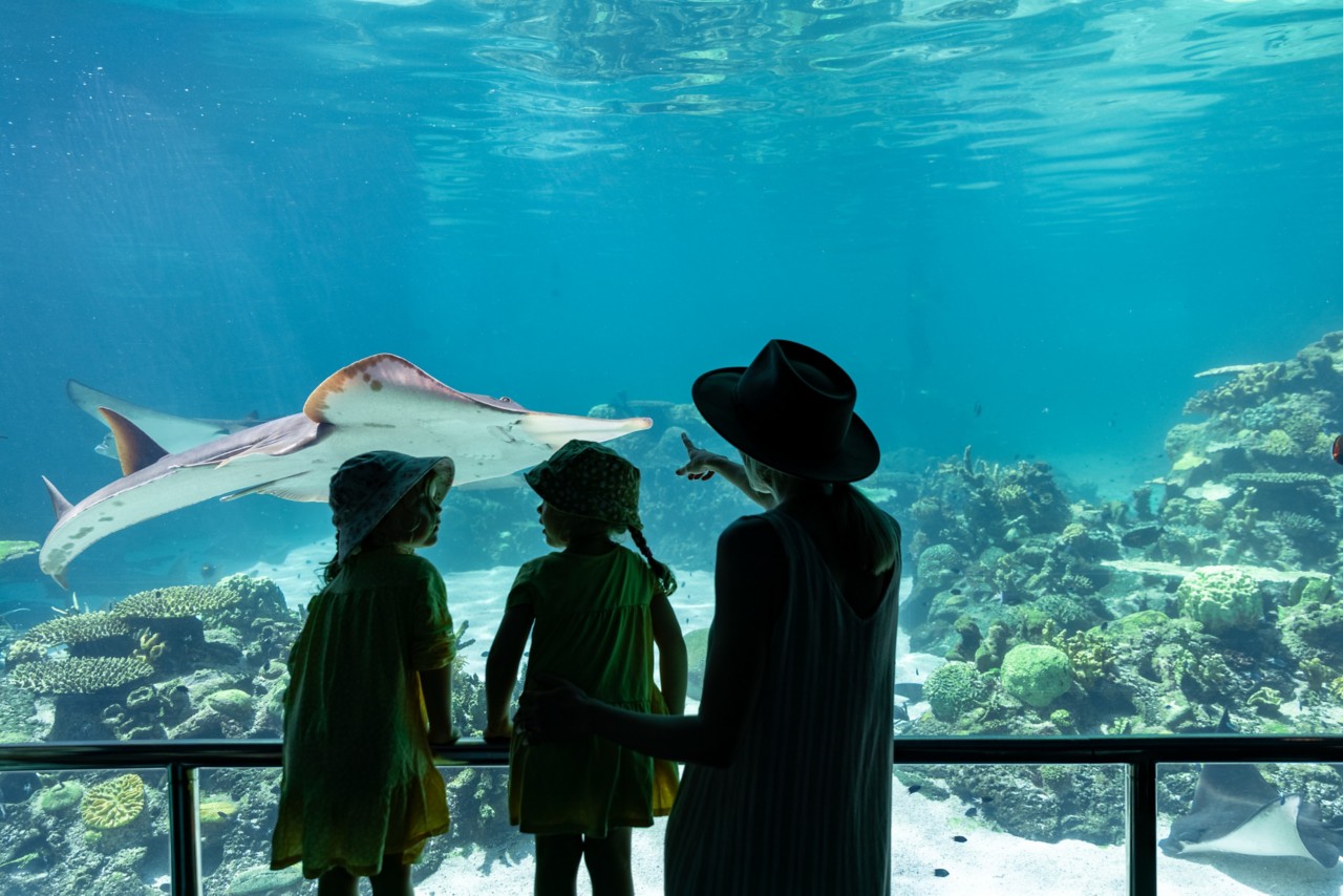 7 Insider Tips for an Amazing Day at Sea World | Queensland