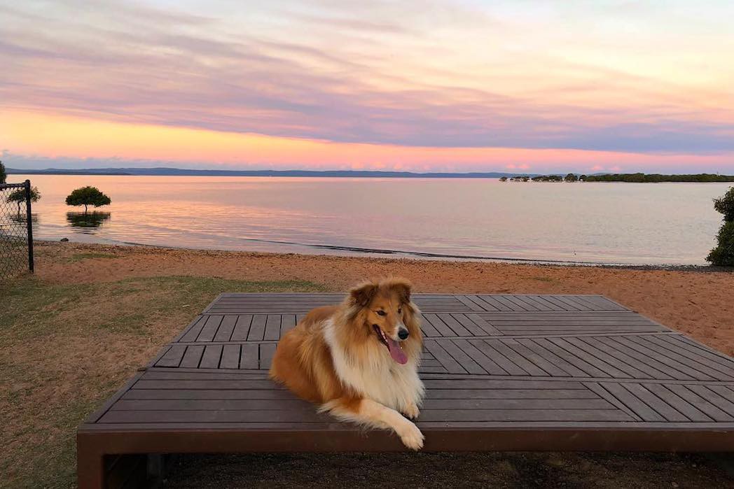 Best Dog-Friendly Beaches Near Brisbane | Queensland