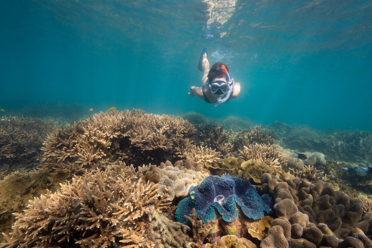 Great Barrier Reef Myths, busted by a marine biologist | Queensland
