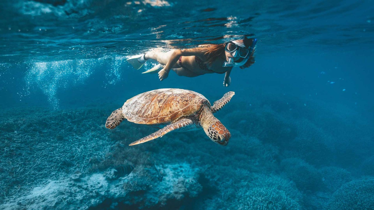 Great Barrier Reef - Marine Life - Experiences | Queensland
