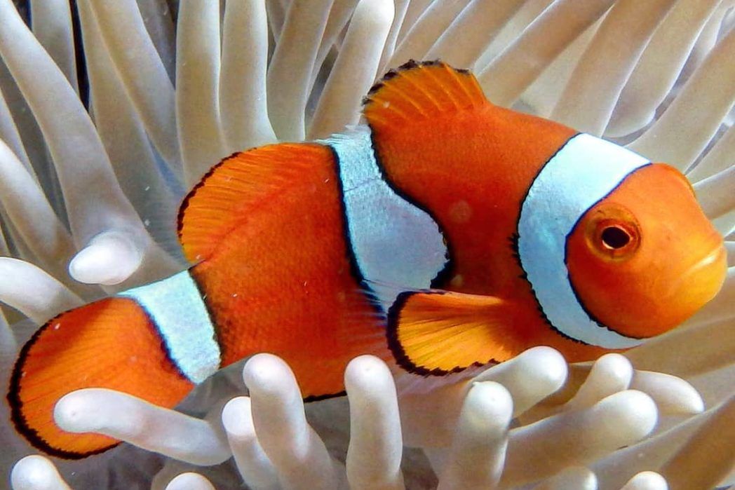 10 Fascinating Clownfish Facts You Never Knew | Queensland