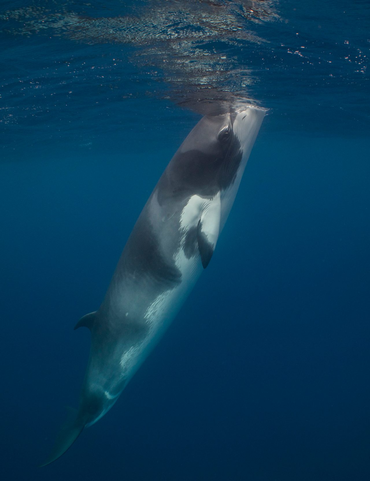 16 Things You Didn’t Know About Dwarf Minke Whales | Queensland
