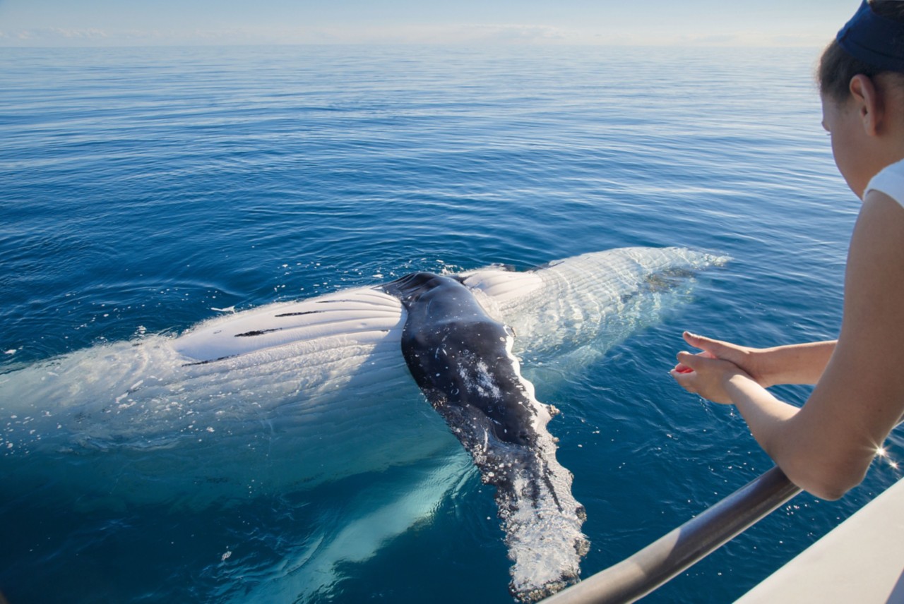 Queensland Whale Watching Experiences and Tours | Queensland