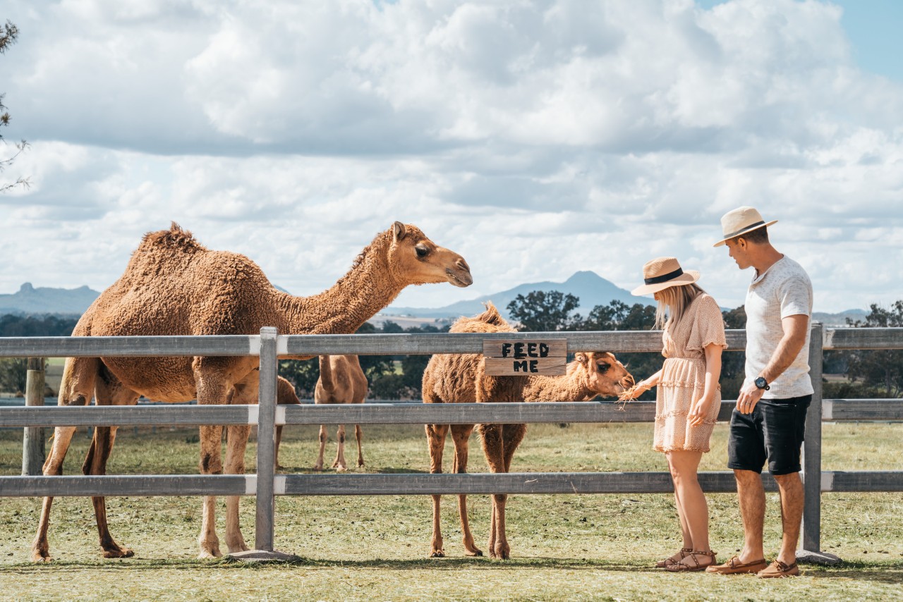 Country Brisbane Road Trip - Holiday Planning Guide | Queensland
